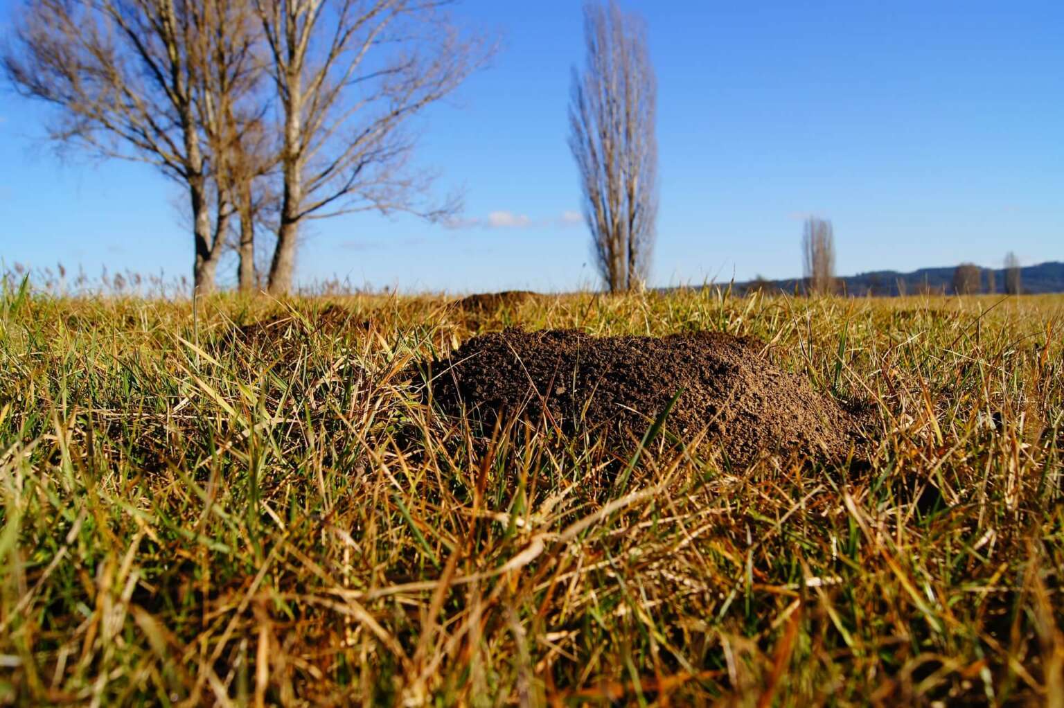 Mole Control Tacoma | Yard Mole Removal Tacoma | Mole Control Service ...