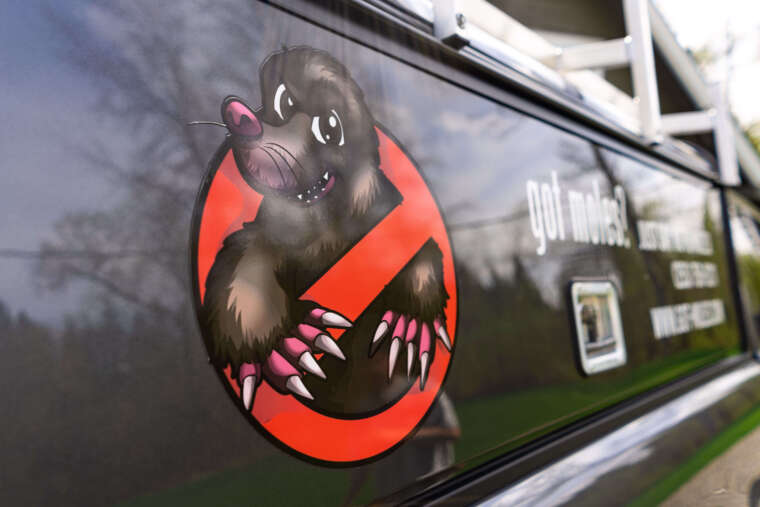 Mole Trapping Seattle | Mole Exterminator Seattle | Mole Catcher Seattle