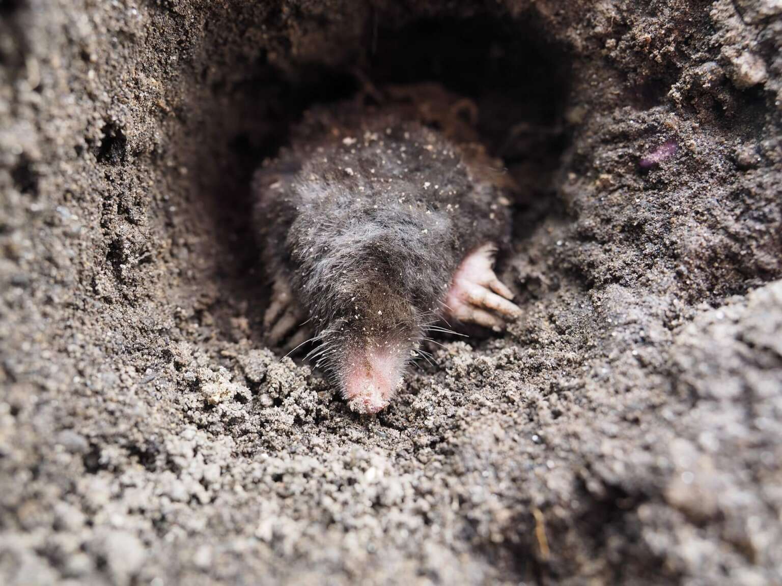 Mole Trapping Redmond | Mole Exterminator Redmond | Mole Catcher Redmond