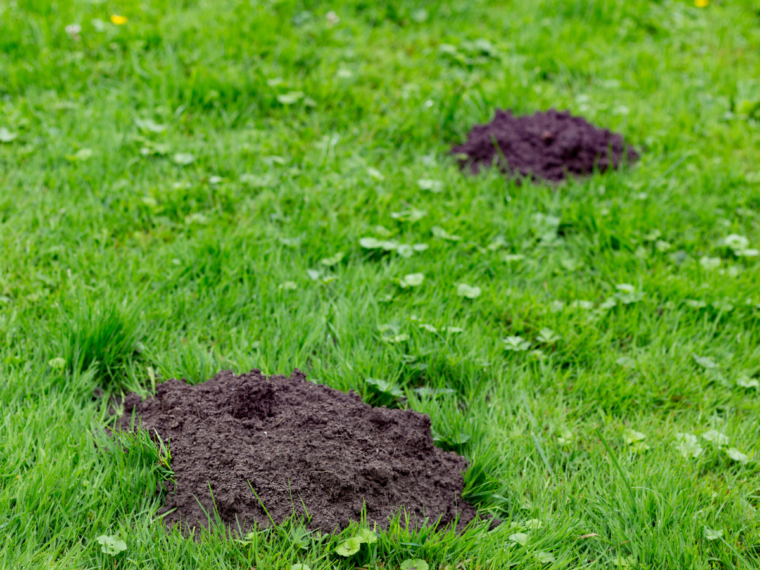 Mole Control Orting | Yard Mole Removal Orting | Mole Control Service ...