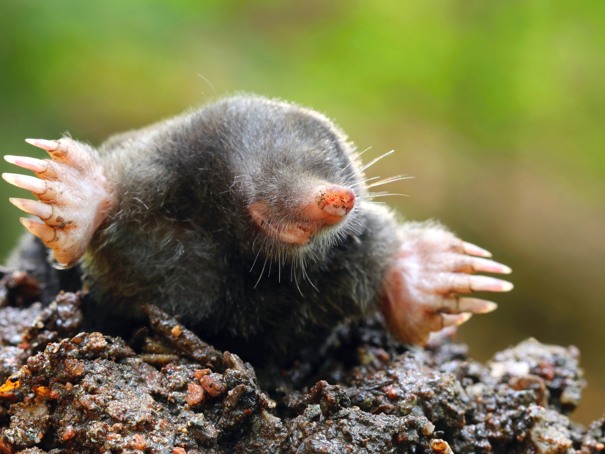 Mole Repellant Orting | Mole Deterrent Orting | Ground Moles Orting