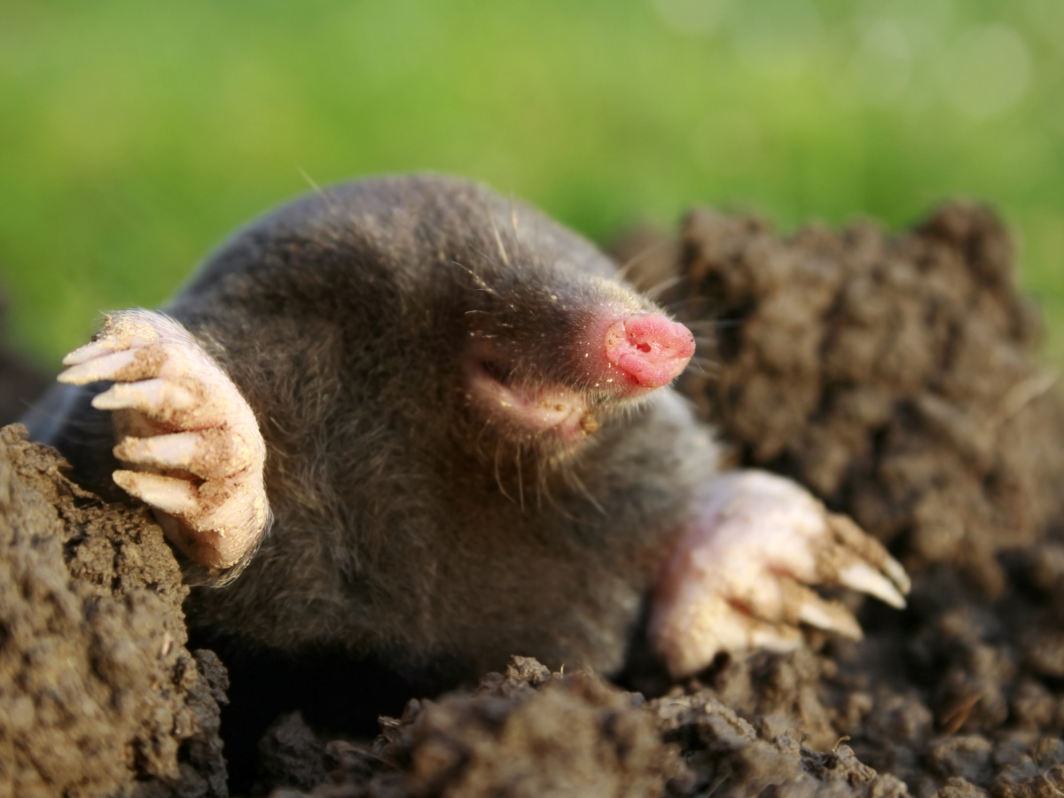 Mole Control Mercer Island | Mole in Yard Mercer Island | Yard Mole ...