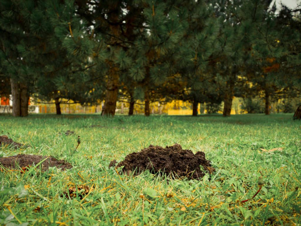 Mole Control Woodinville | Mole Removal | Woodinville Mole Service