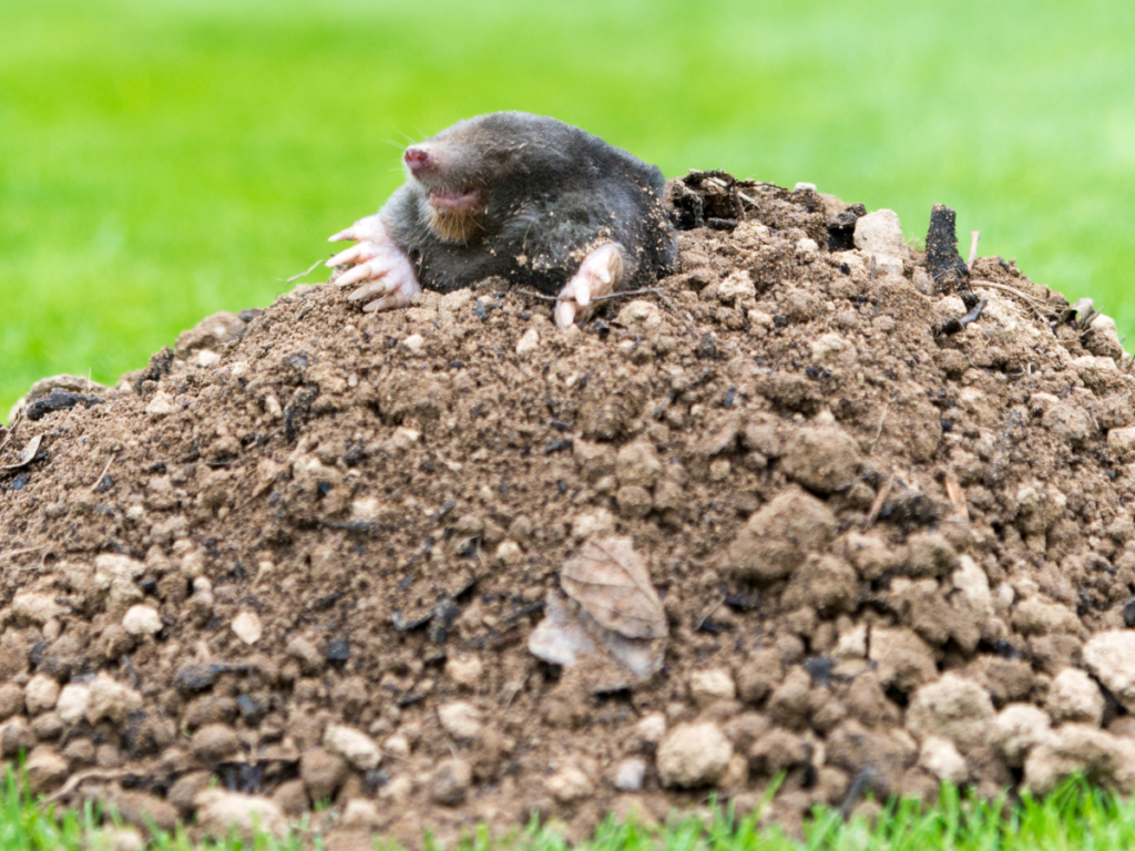 Mole Control Des Moines | Yard Mole Removal Des Moines | Mole Control ...