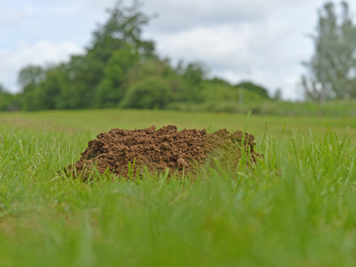 Mole Control Des Moines | Yard Mole Removal Des Moines | Mole Control ...