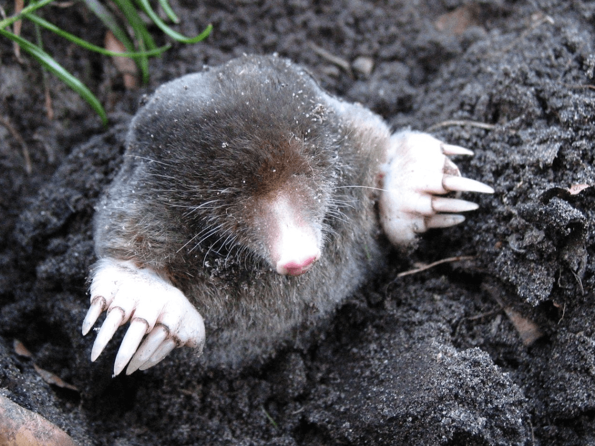 Fife Pest Control | Mole Control Fife | Mole Control Service Fife