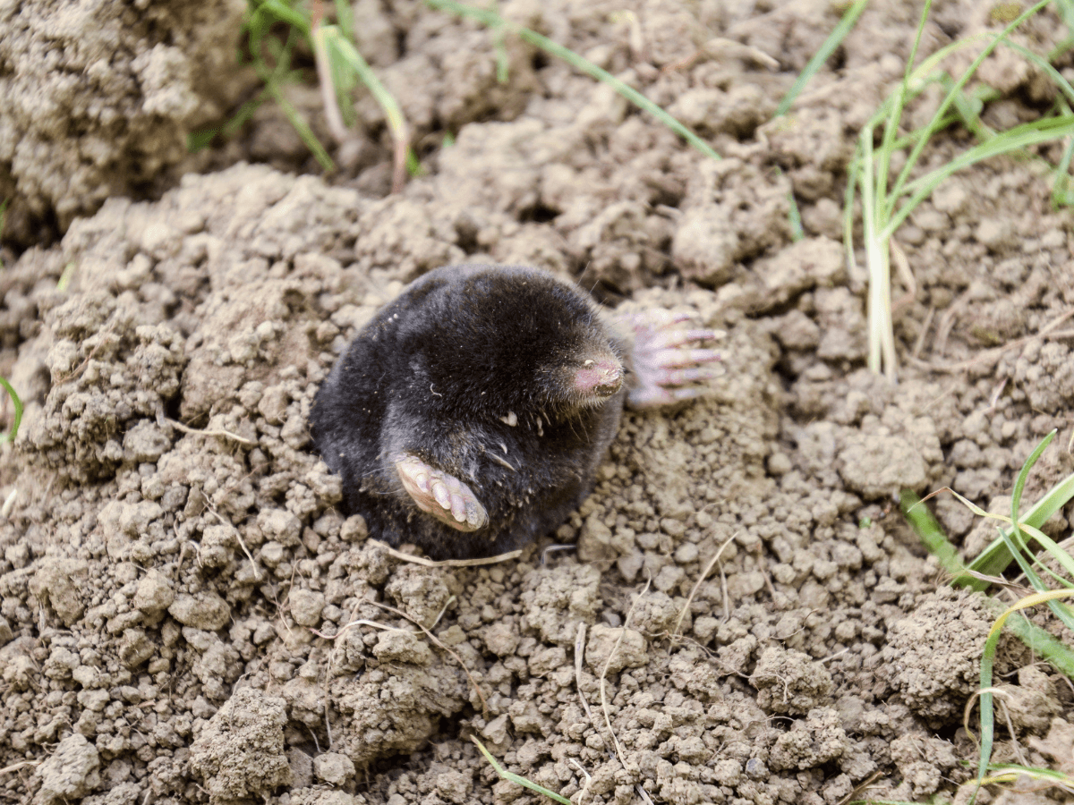 Mole Control Shoreline | Yard Mole Removal Shoreline | Mole Control ...
