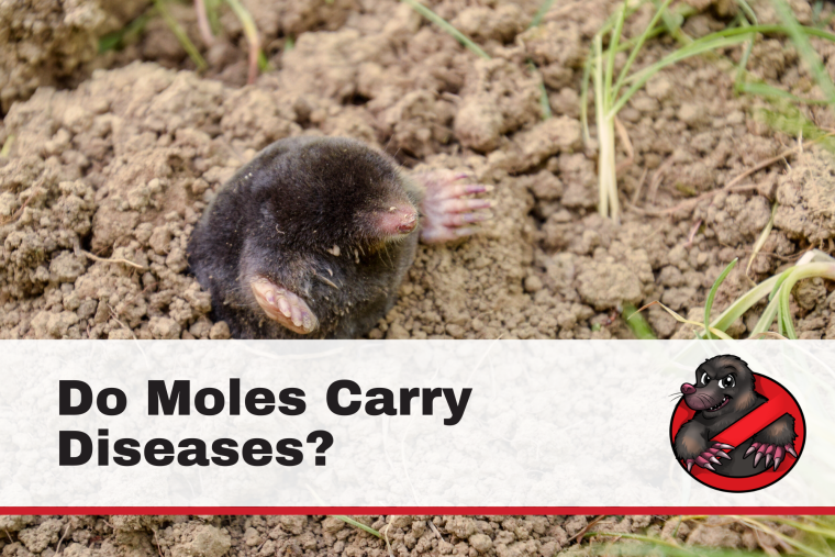 Do Moles Carry Diseases? - Got-Moles