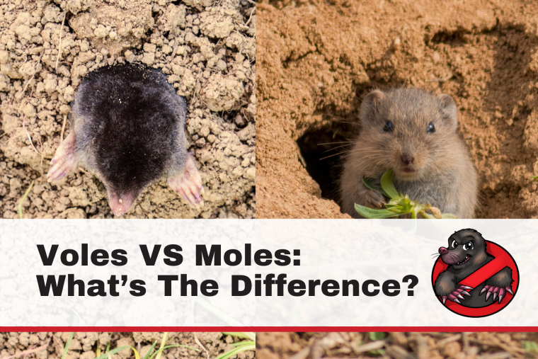 Voles VS Moles: What's The Difference? - Got-Moles