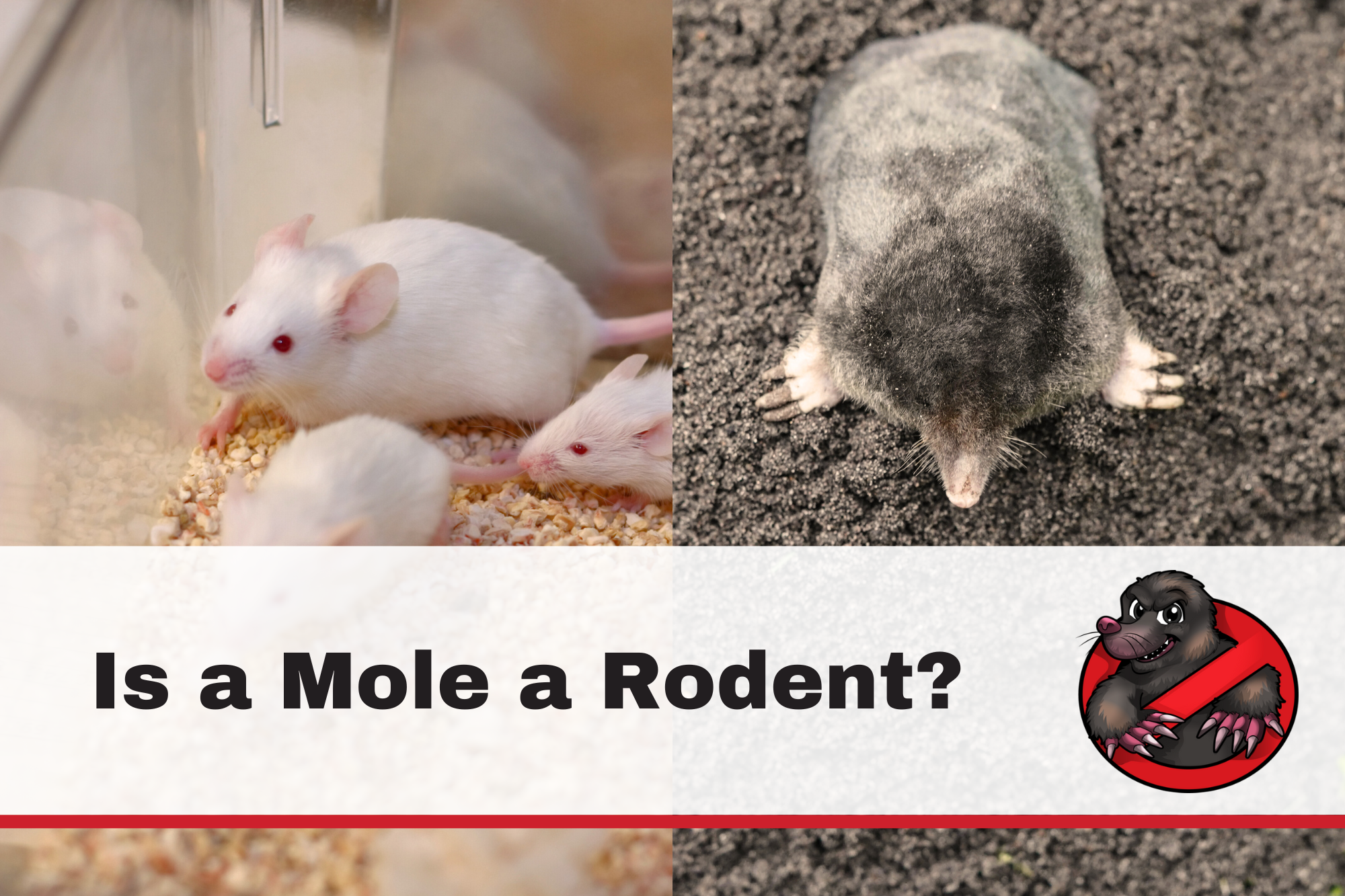 Is a Mole a Rodent? - Got-Moles