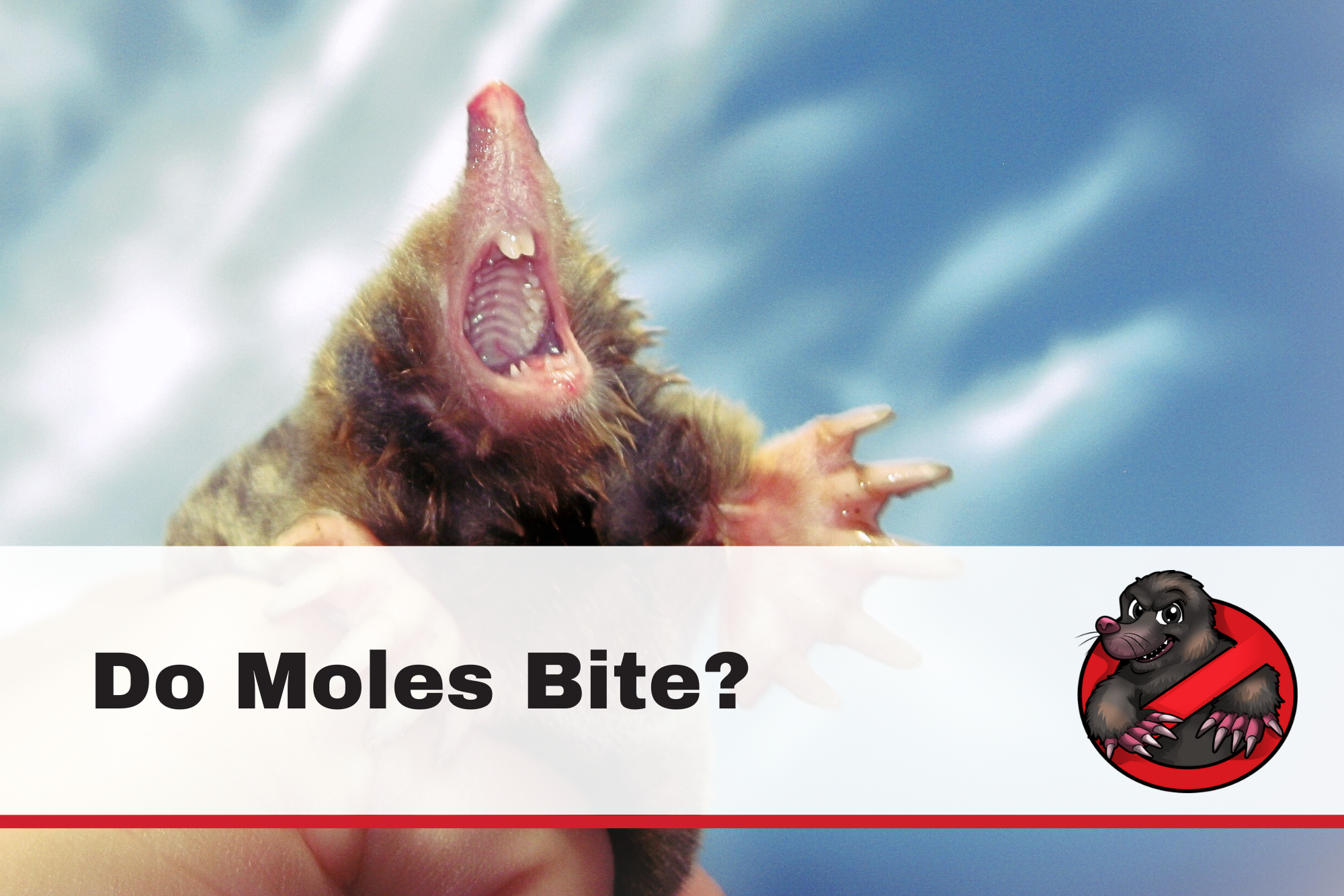 Do Moles Bite? - Got-Moles