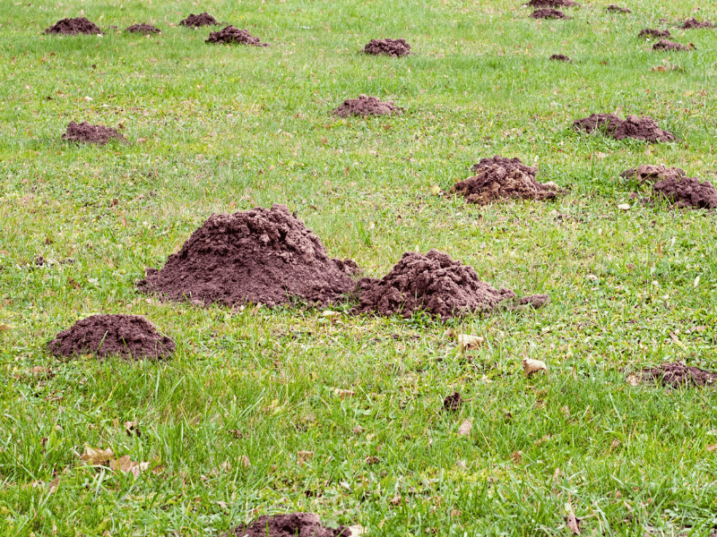 Mole Control Lacey | Expert Solutions to Protect Your Lawn from Damage