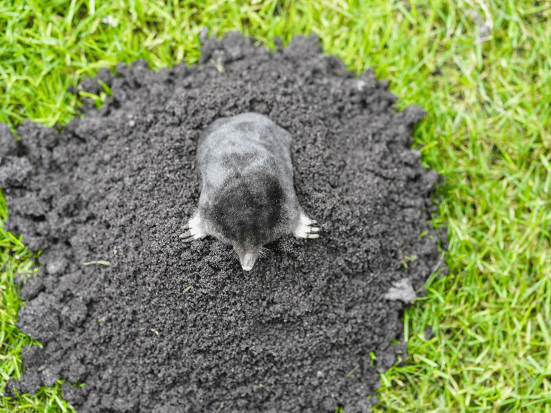 Mole Control Tumwater WA: Effective Pest Control Solutions