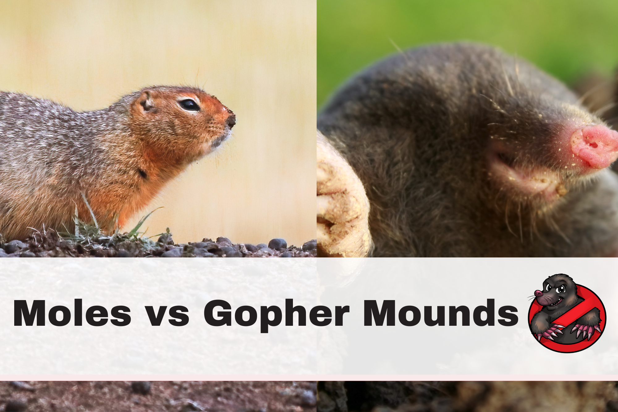 Moles Vs Gopher Mounds