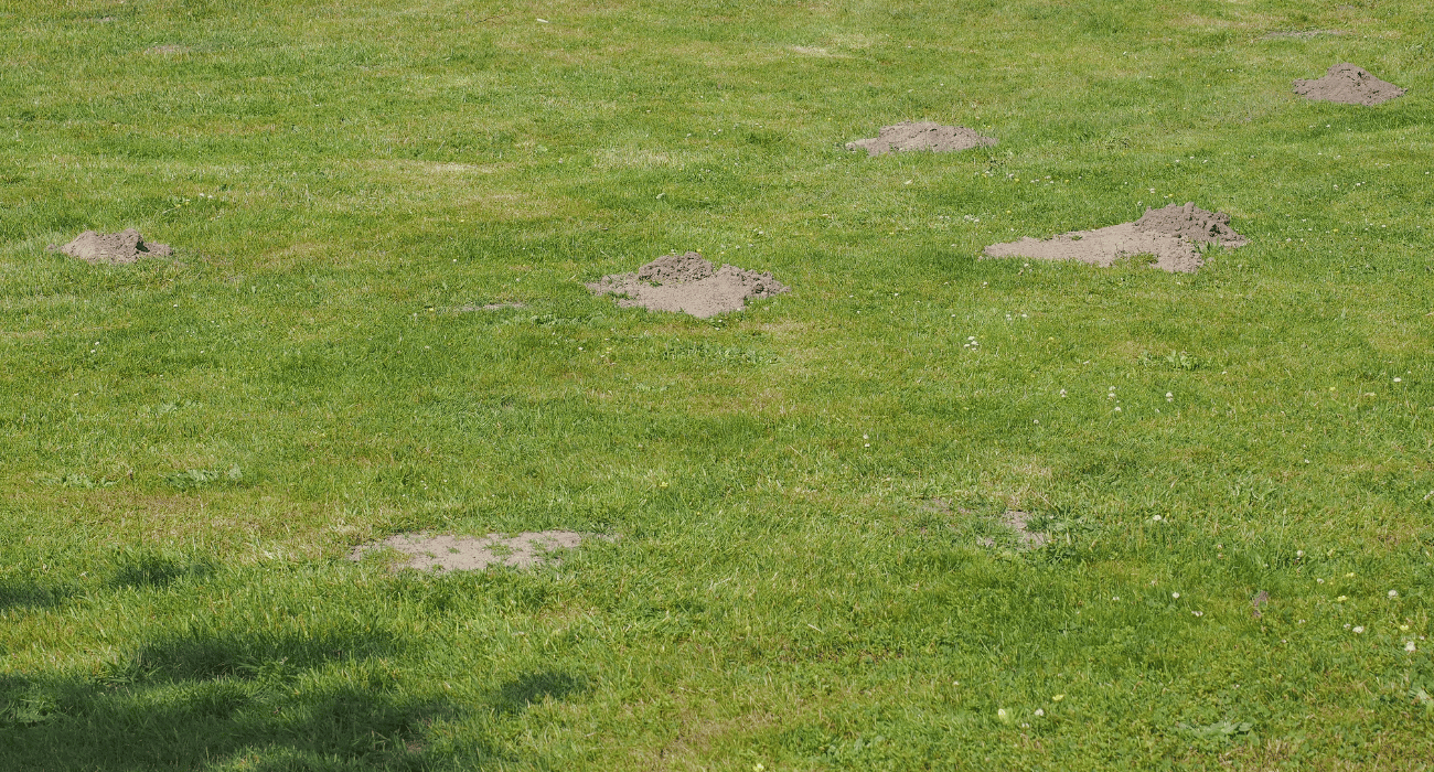 Mole Control Black Diamond | Mole Control | Mole Control Service