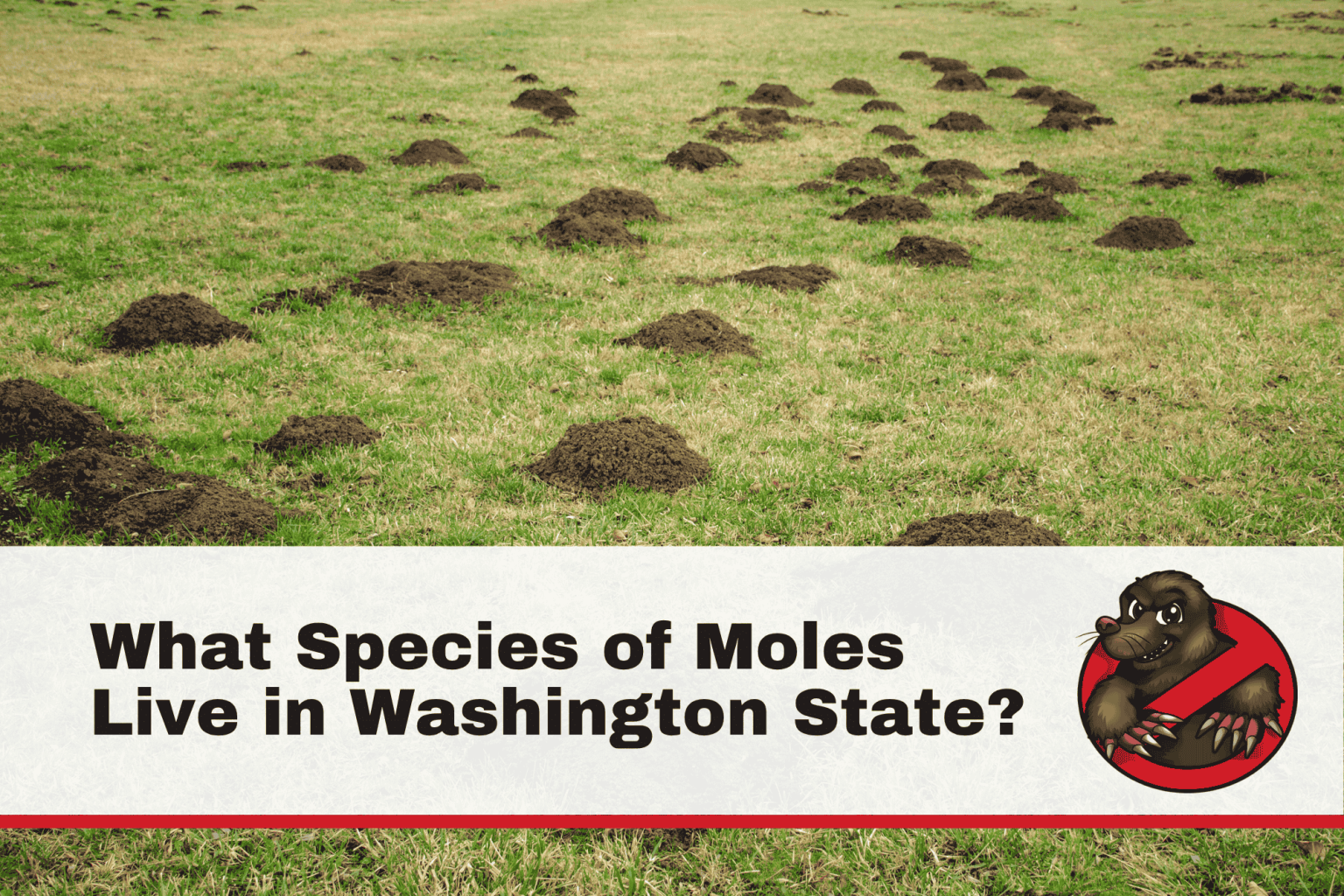 What Species of Moles Live in Washington State? - Got-Moles