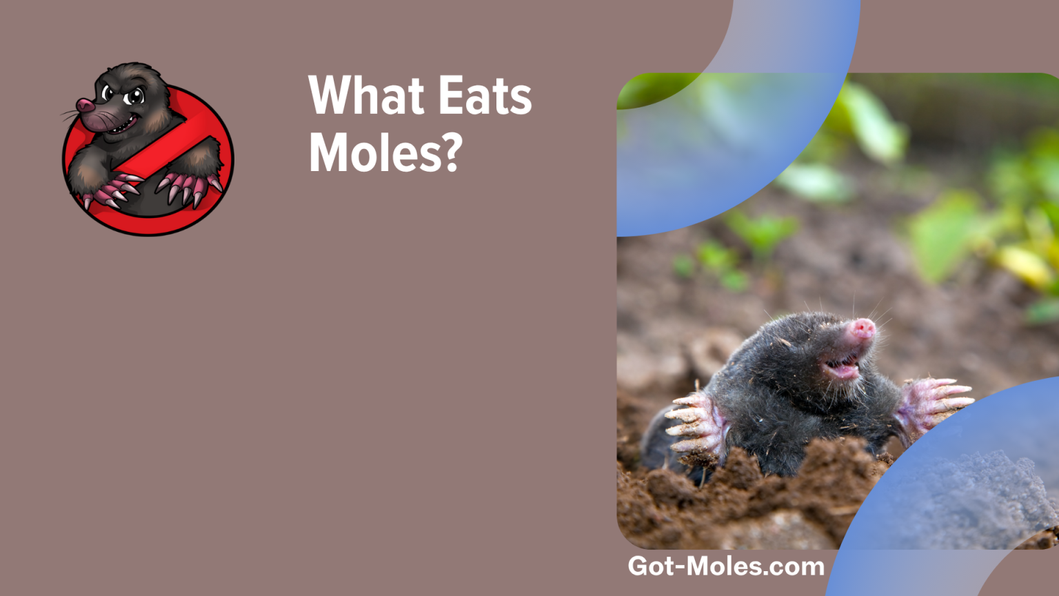 Bellevue Mole Removal - Got-Moles Bellevue Mole Removal Experts | Safe ...
